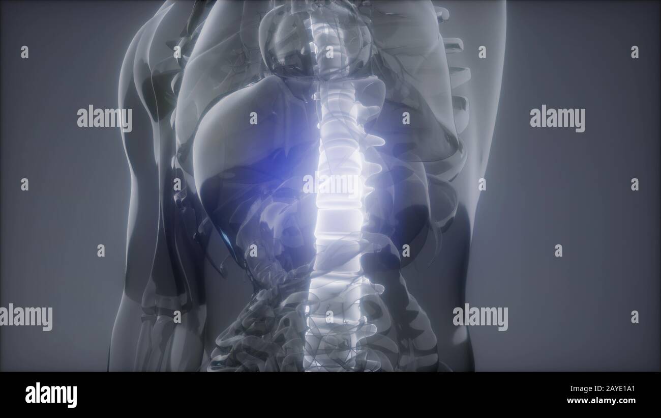 Backache in Back Bones Stock Photo - Alamy