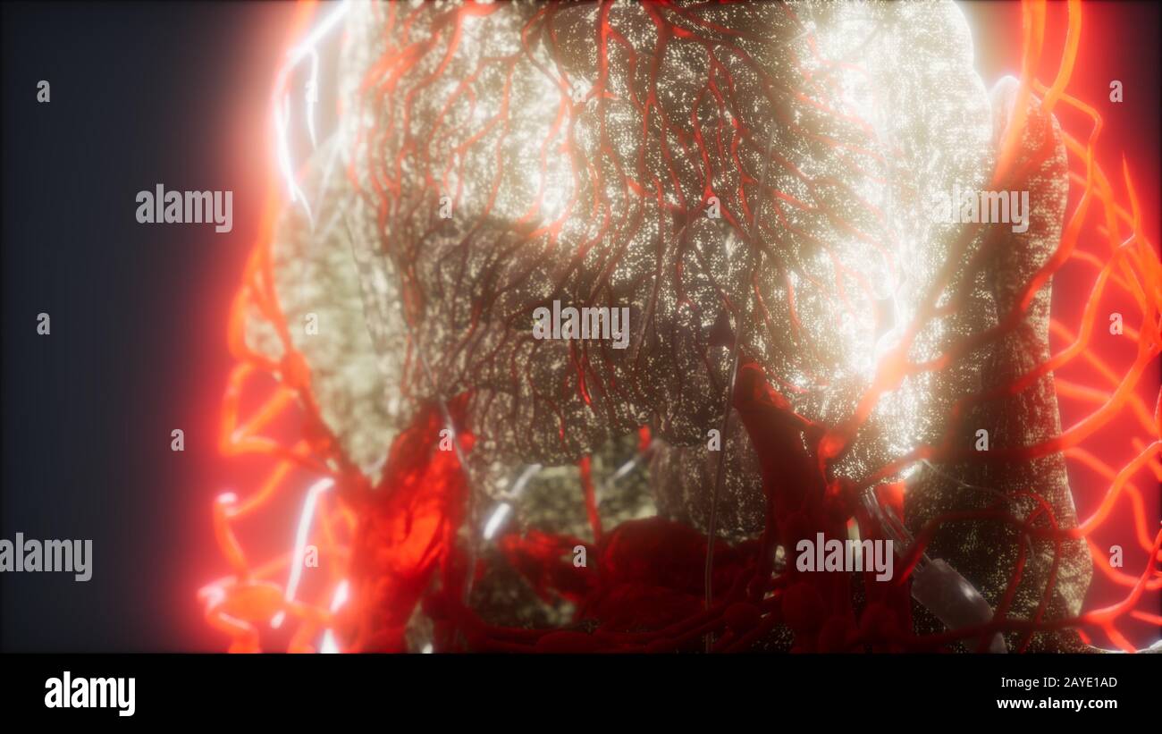 3d rendered medically accurate animation of heart and blood vessels ...