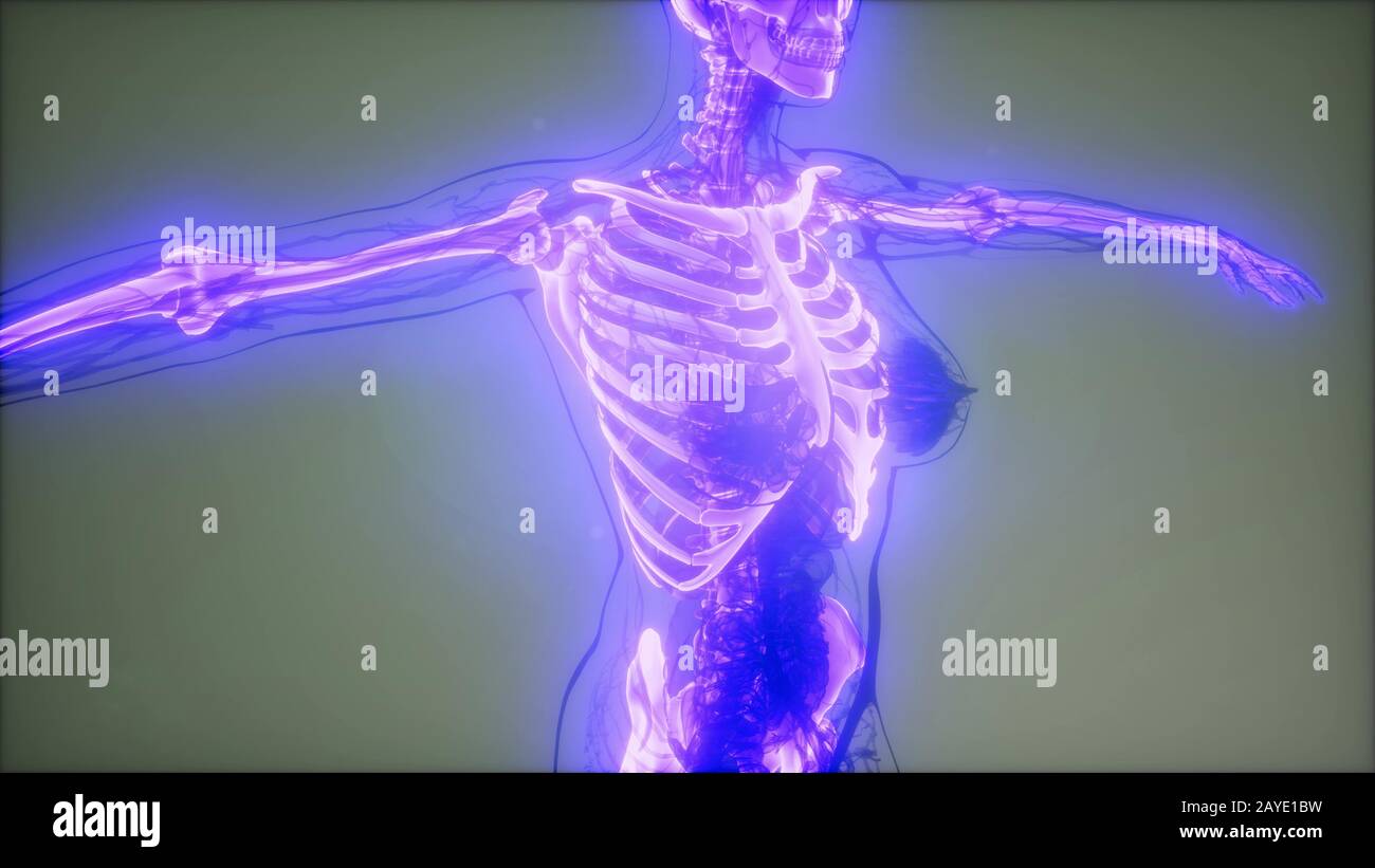 Transparent Human Body with Visible Bones Stock Photo - Alamy