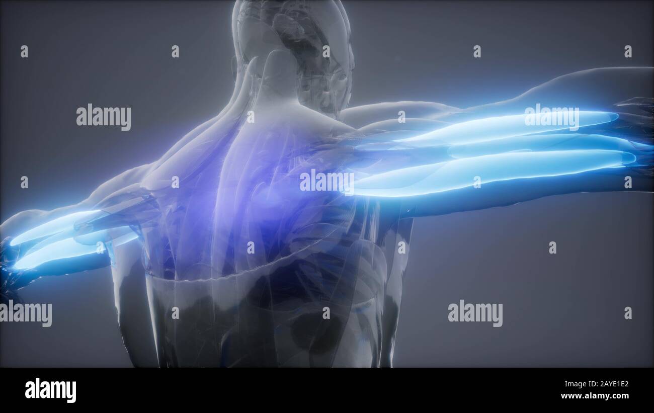 triceps - Visible muscle anatomy map Stock Photo - Alamy