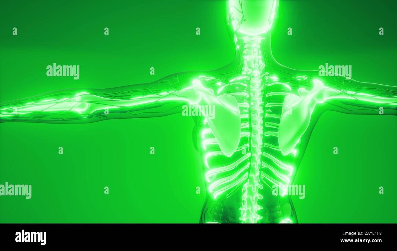Transparent Human Body with Visible Bones Stock Photo - Alamy