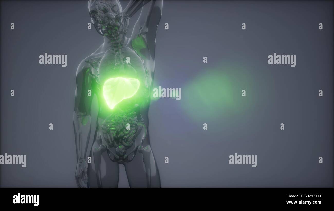 Human Liver Radiology Exam Stock Photo - Alamy