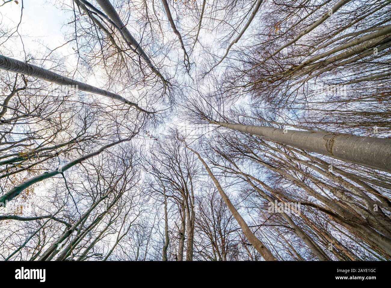 Omberg forest looking up Stock Photo - Alamy