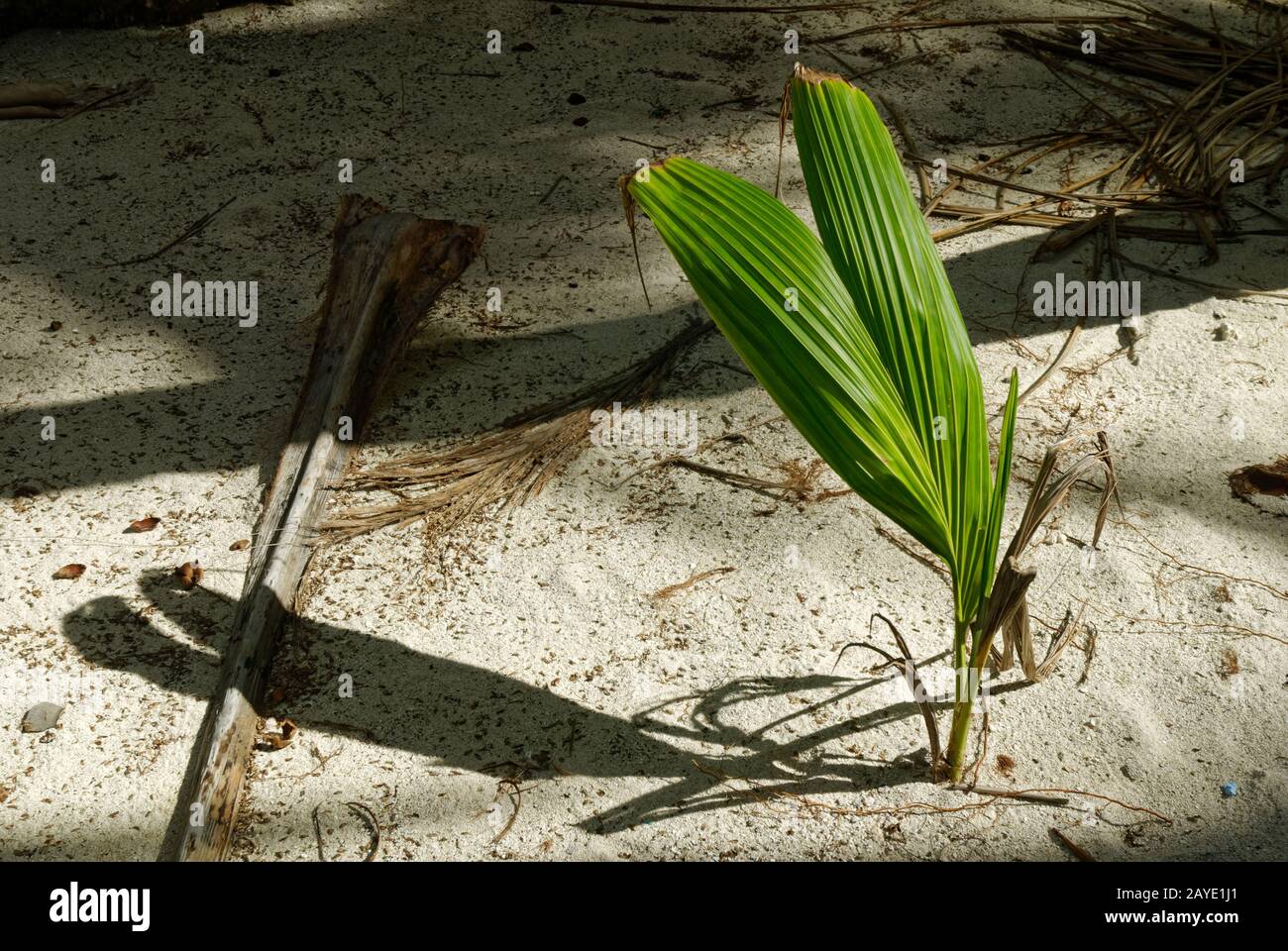 A new coconut nut tree is starting to grow out of the sand Stock Photo ...