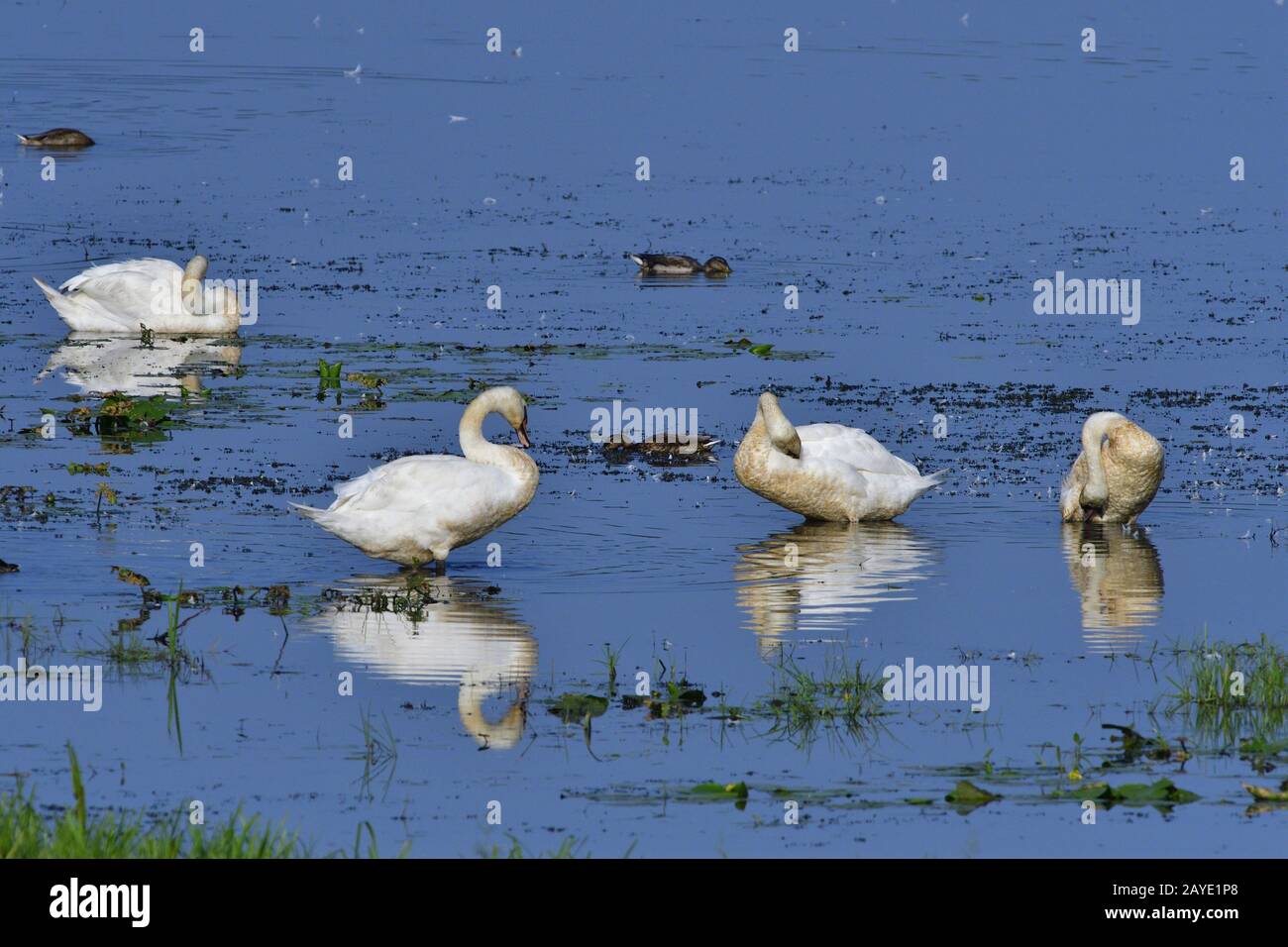 Swan bird swarm hi-res stock photography and images - Alamy