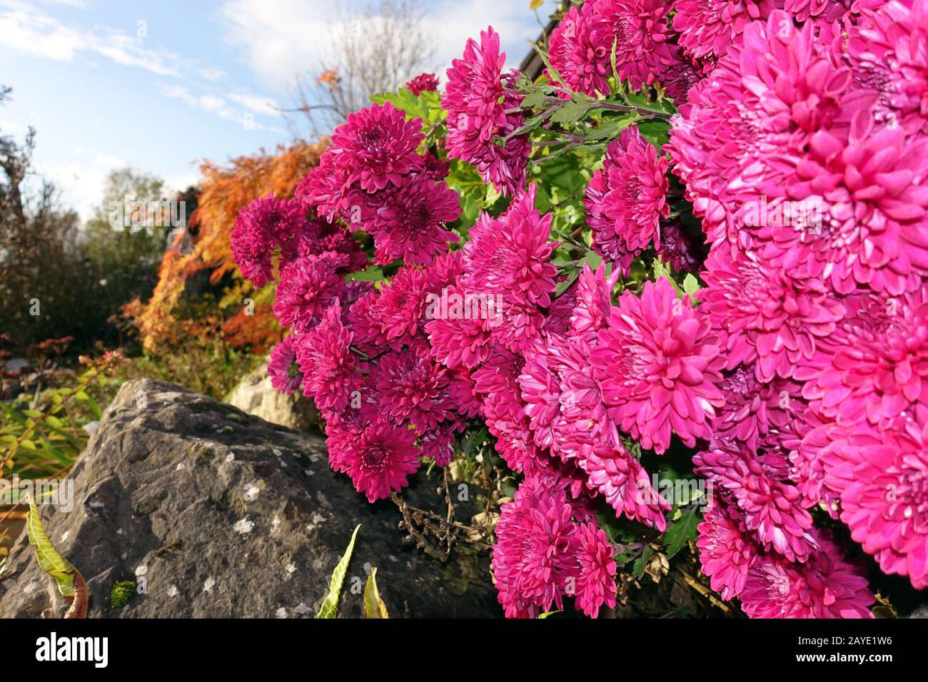 Aster hybrids hi-res stock photography and images - Alamy