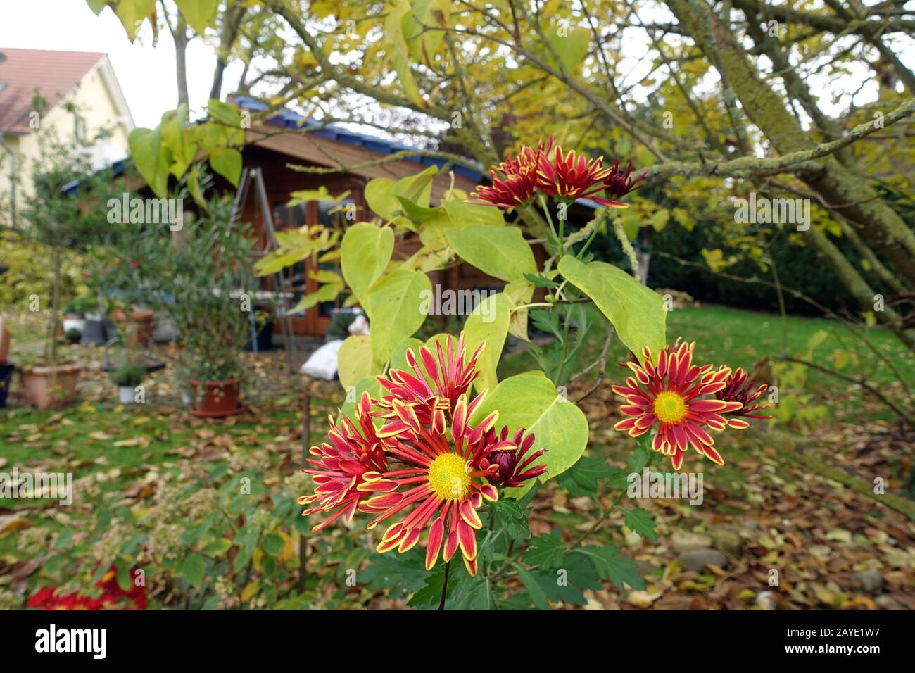 Aster hybrids hi-res stock photography and images - Alamy