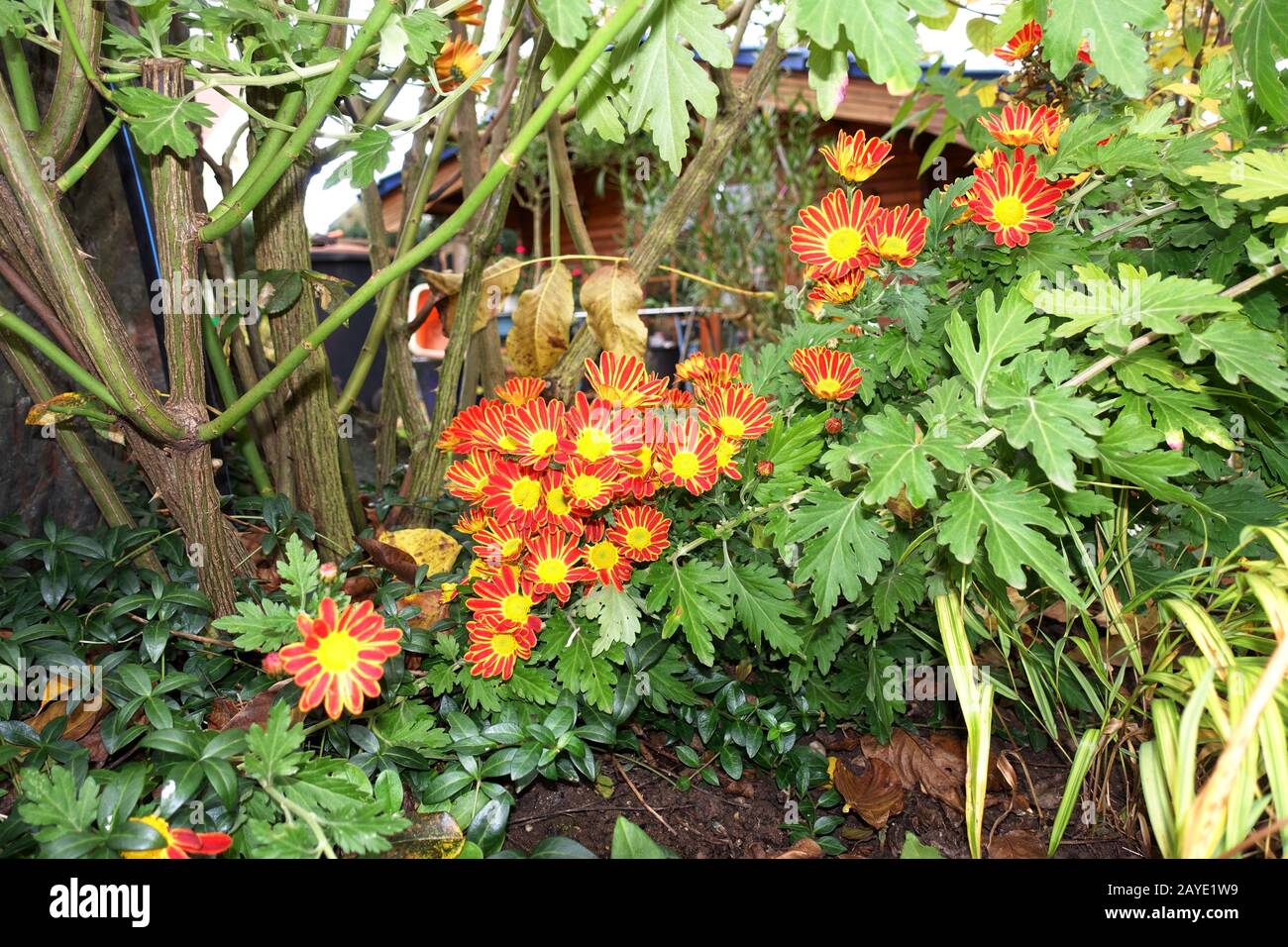 Aster hybrids hi-res stock photography and images - Alamy