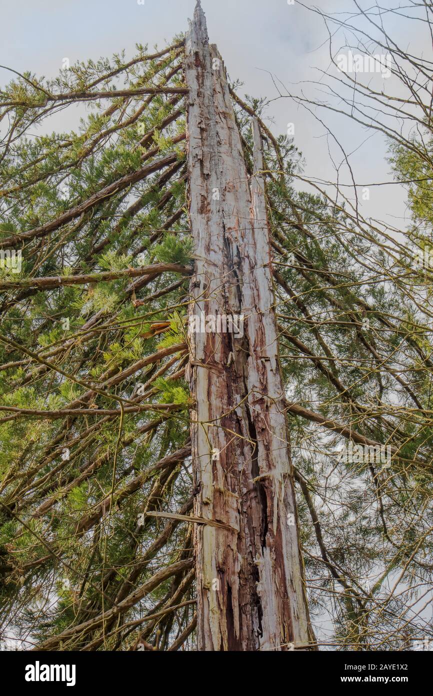 Dying tree hi-res stock photography and images - Alamy