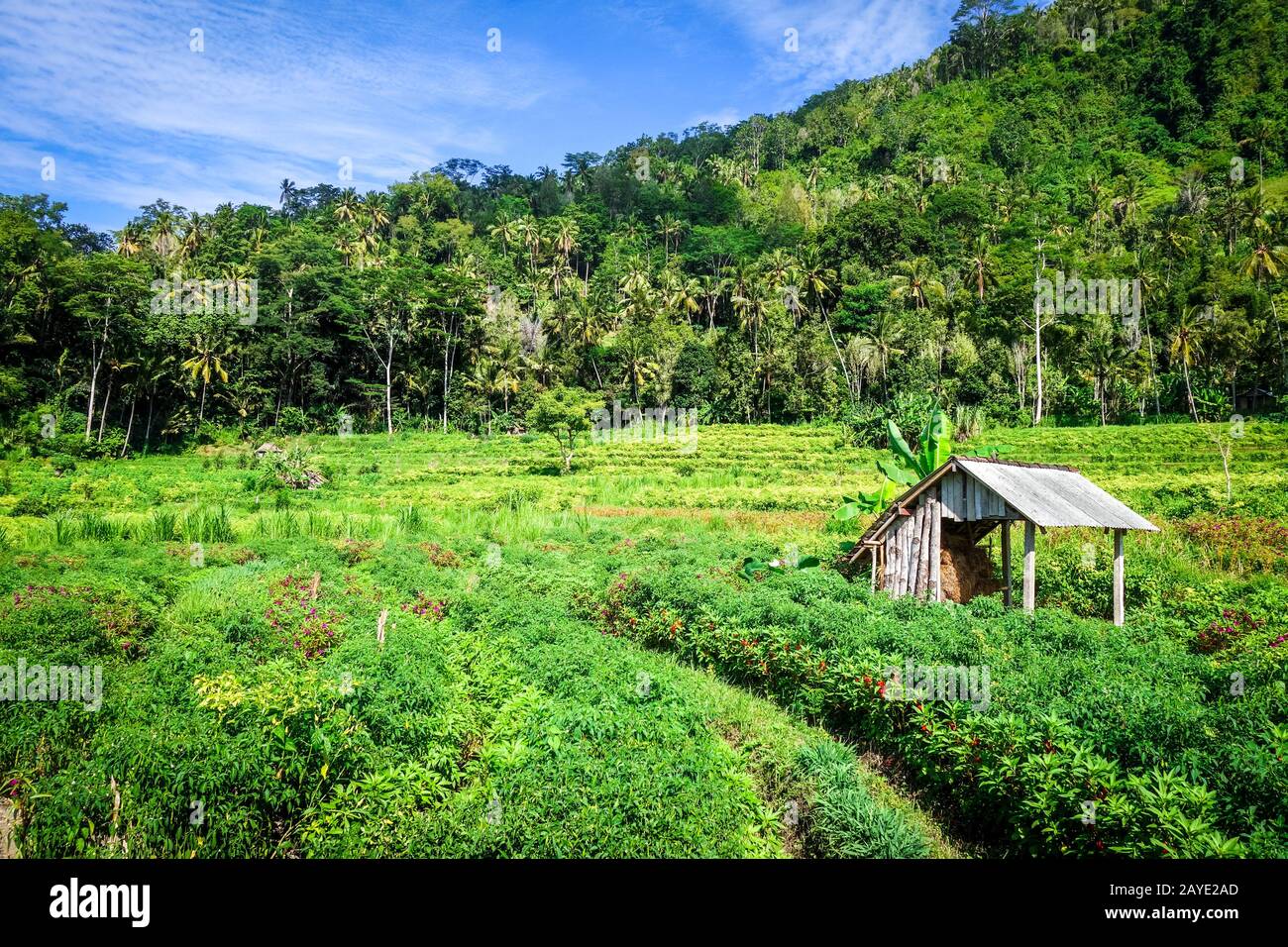 Plantations in green fields, Sidemen, Bali, Indonesia Stock Photo - Alamy