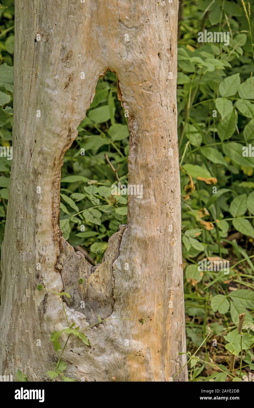 Knothole tree hi-res stock photography and images - Alamy