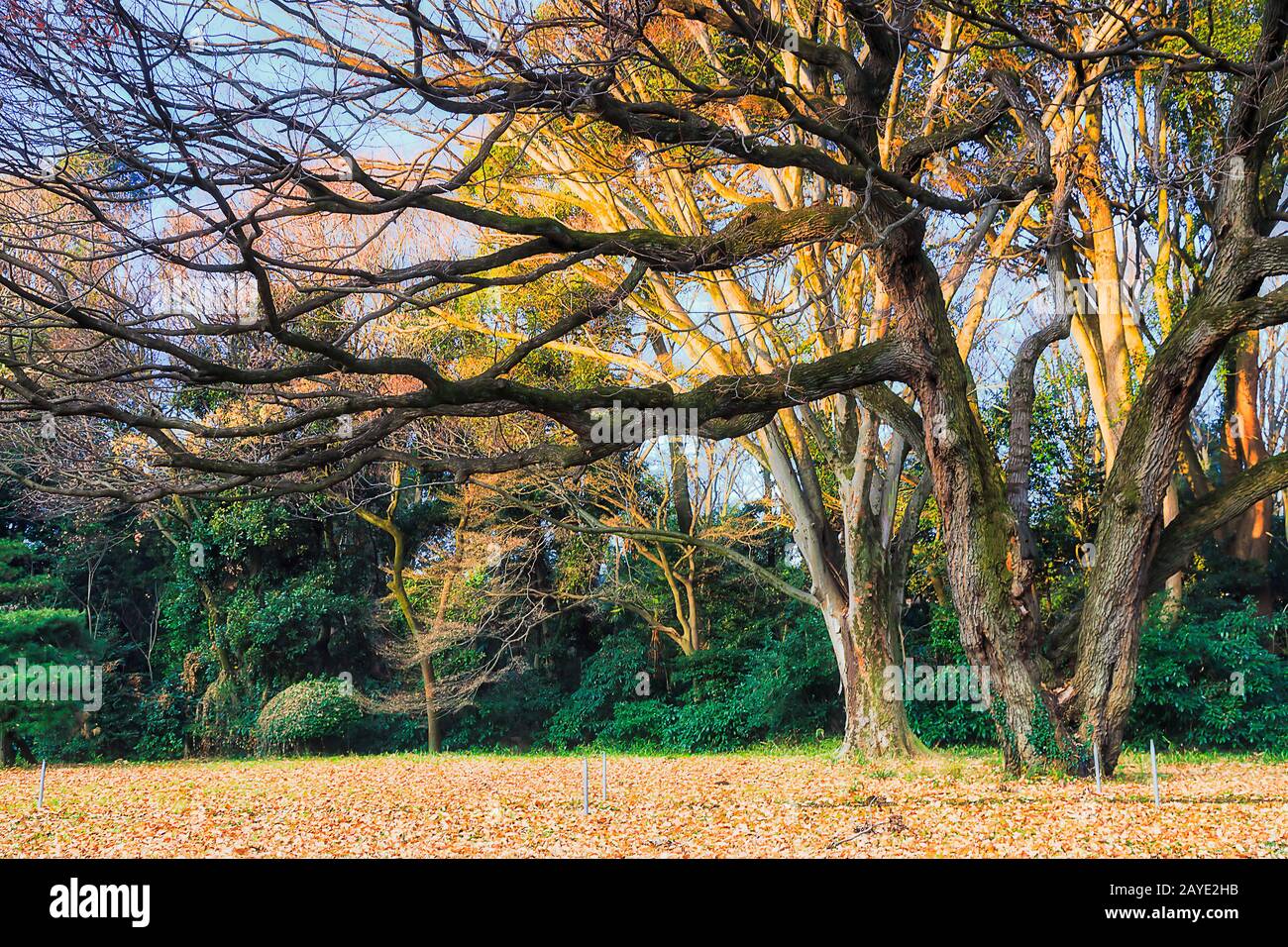 Tokyo vegetation hi-res stock photography and images - Alamy
