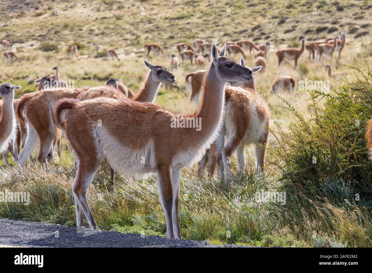 Guanaco patagonia sunrise hi-res stock photography and images - Alamy