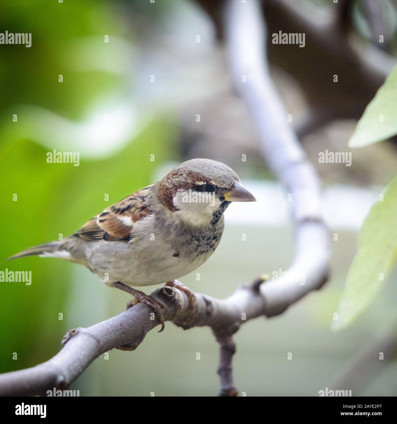Sparrow perch hi-res stock photography and images - Alamy