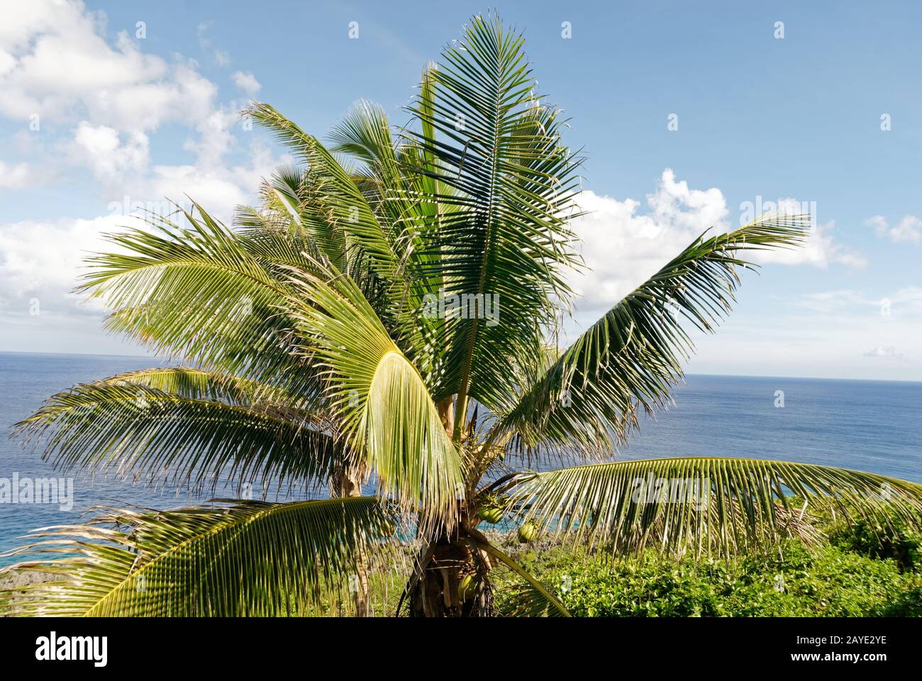 Coconut Palms tower overhead in Niue Stock Photo - Alamy