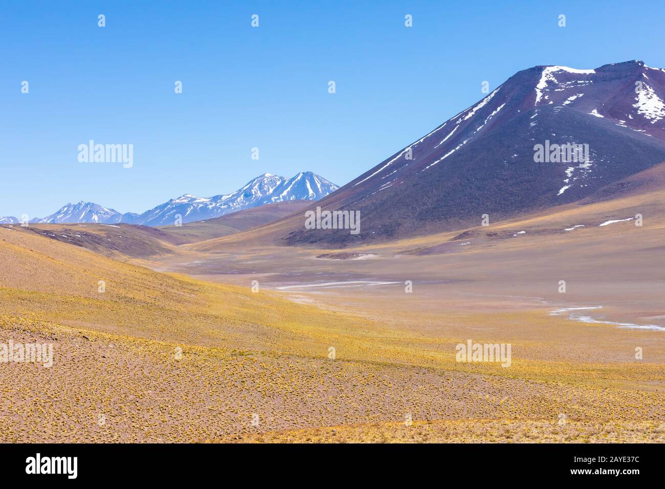 Andean plateau wildlife hi-res stock photography and images - Alamy