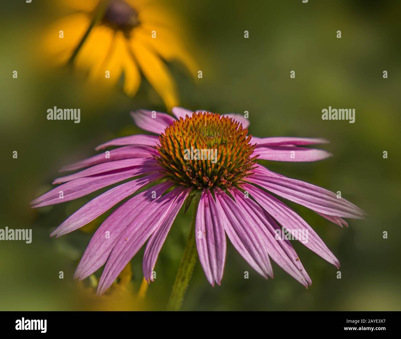 Eastern purple-coneflower 'Echinacea purpurea' Stock Photo - Alamy