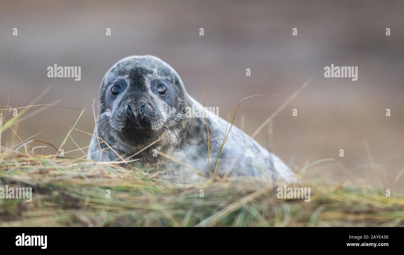 Phoques phoques gris gris hi-res stock photography and images - Alamy