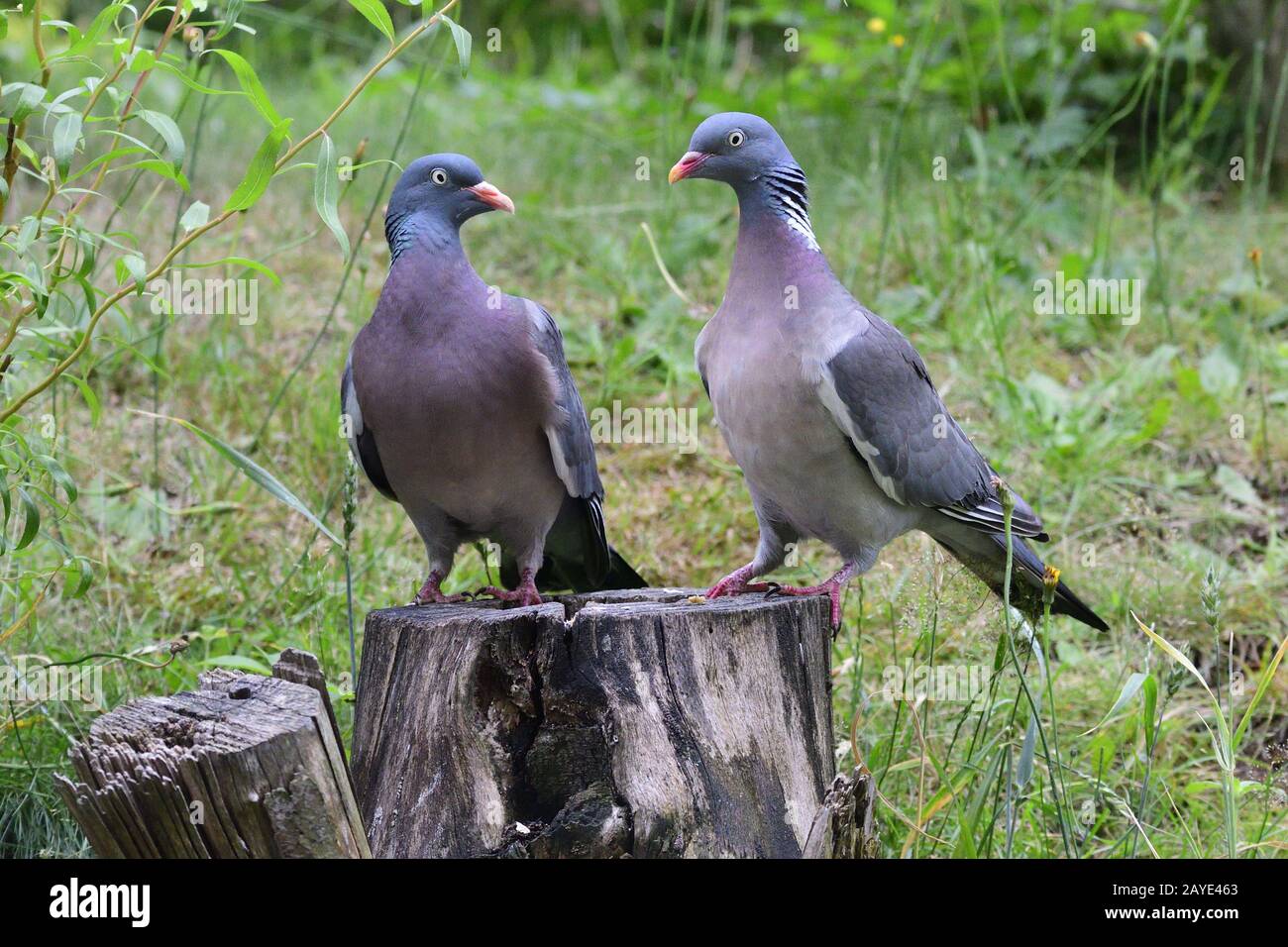 Wood pigeon male hi-res stock photography and images - Alamy