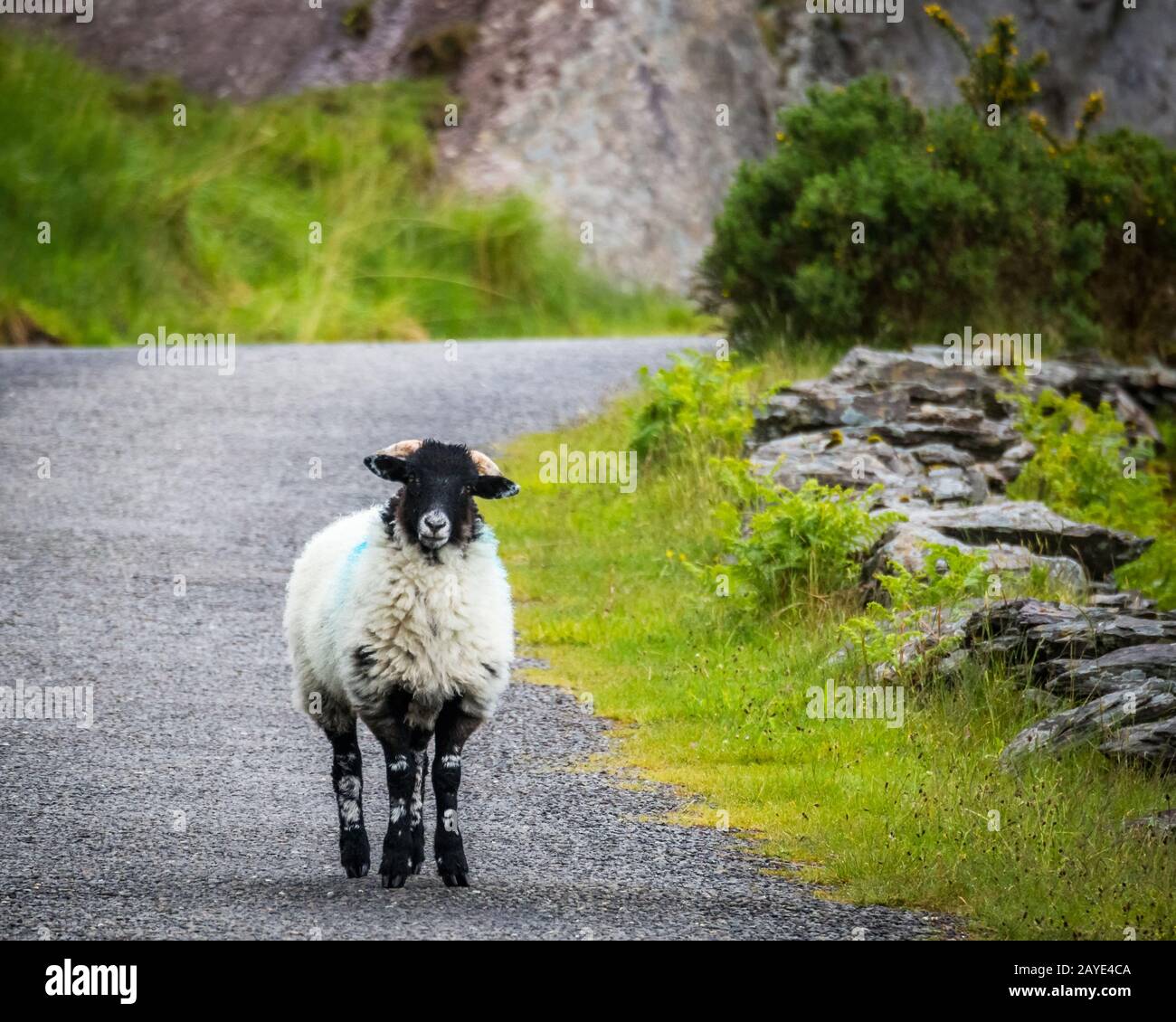 Ireland road sheep hi-res stock photography and images - Alamy