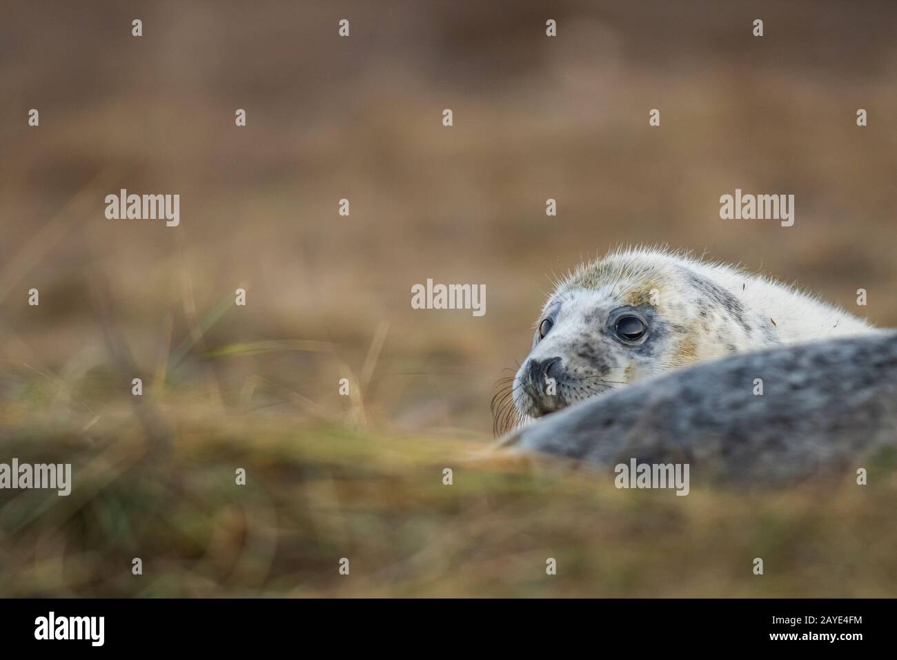 Phoques phoques gris gris hi-res stock photography and images - Alamy