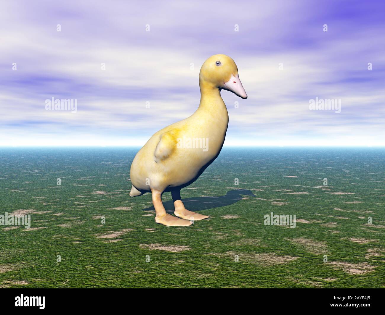 young duck waddles on meadow Stock Photo - Alamy