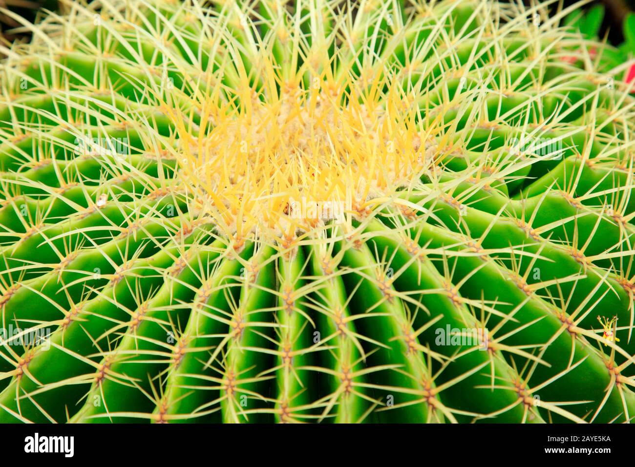 golden ball cactus Stock Photo - Alamy