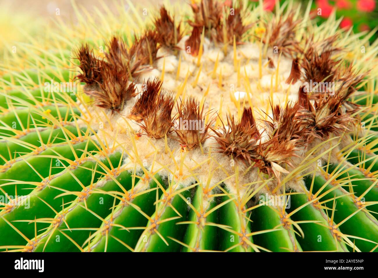 golden ball cactus Stock Photo - Alamy