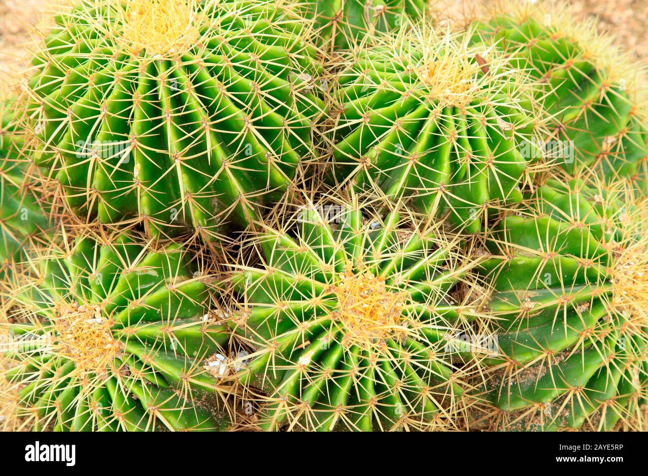 golden ball cactus Stock Photo - Alamy