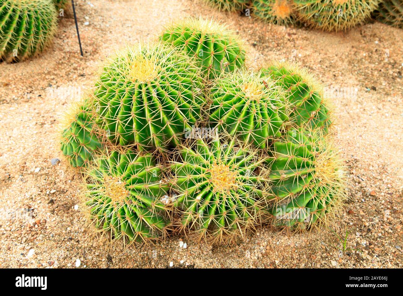 golden ball cactus Stock Photo - Alamy