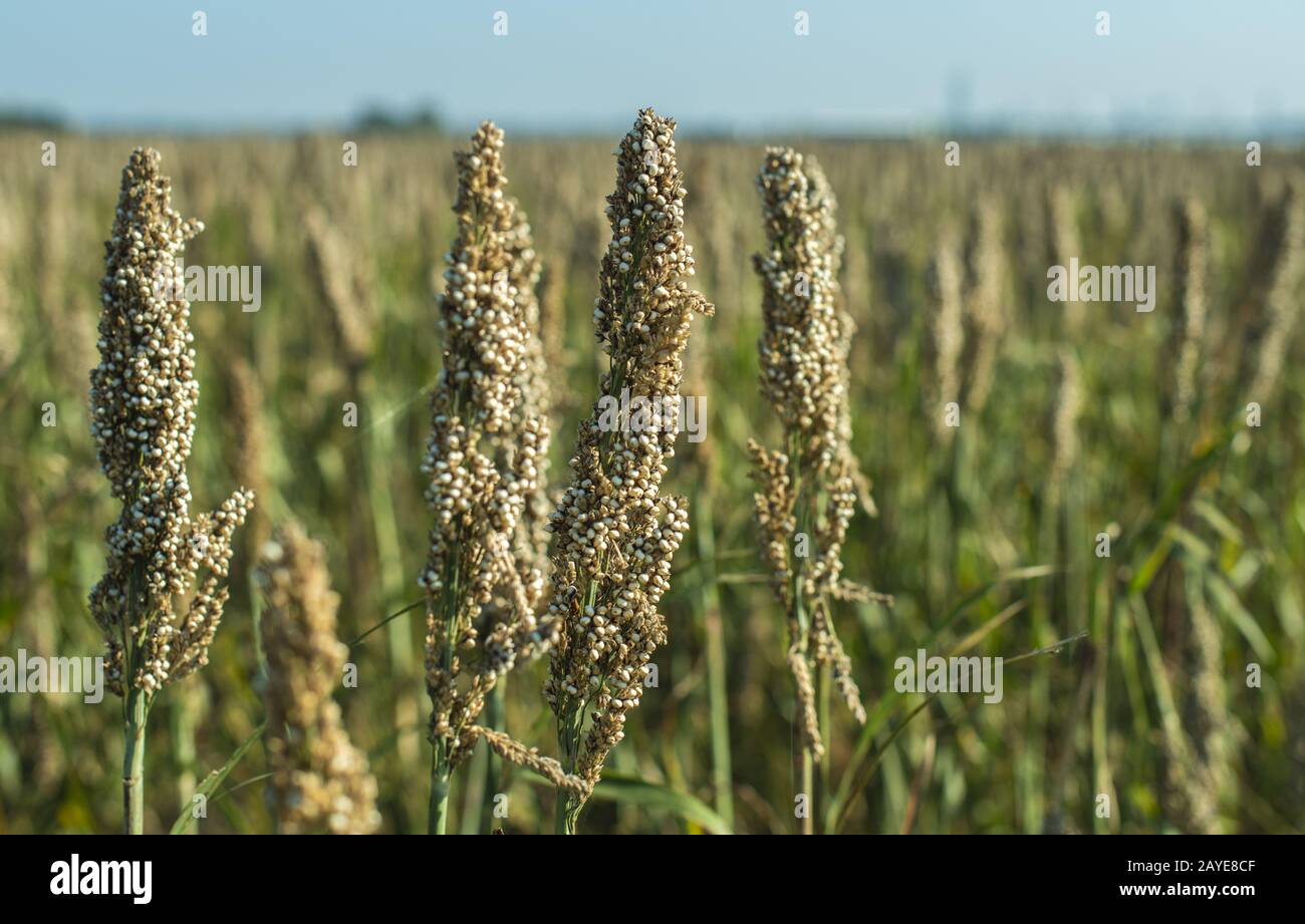 Millet plantations. Bundles of millet seeds Stock Photo - Alamy