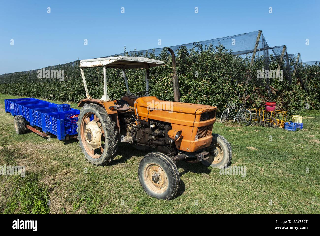 Tractor in apple farm. Tractor and trailer with crates for apples Stock ...