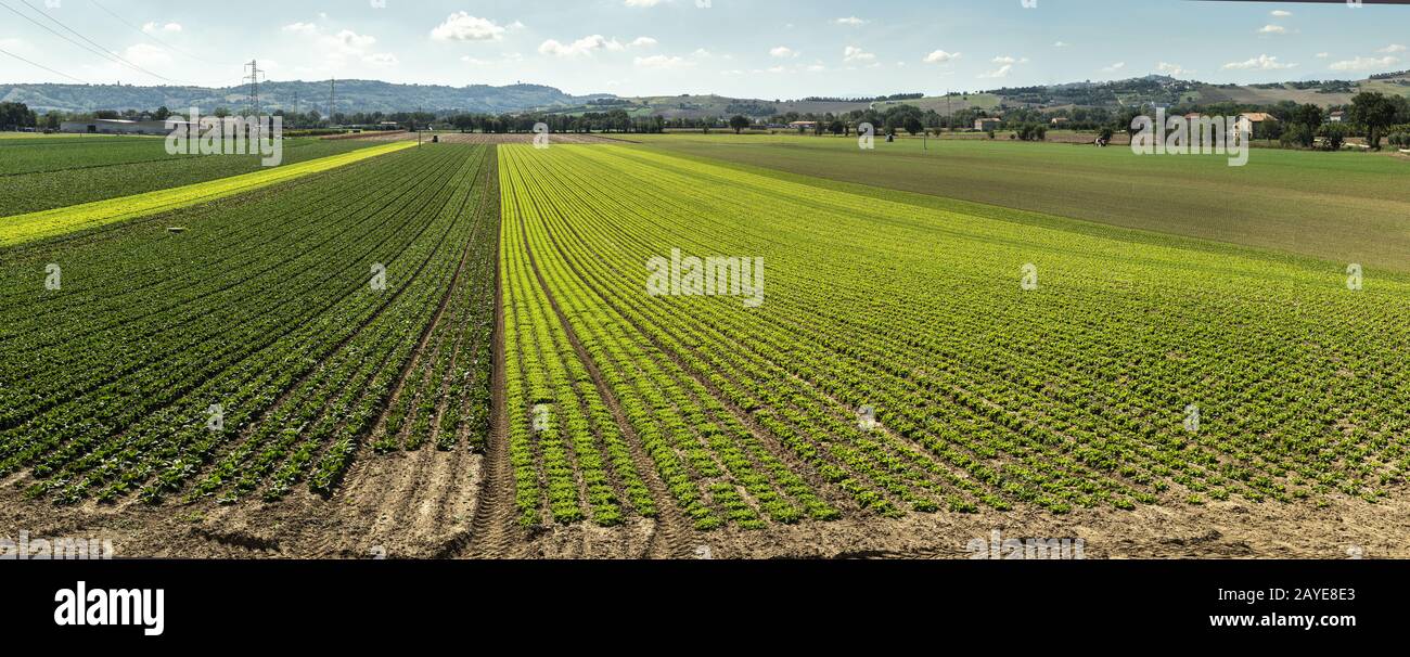 Big lettuce plantation on rows outdoor. Industrial lettuce farm Stock ...