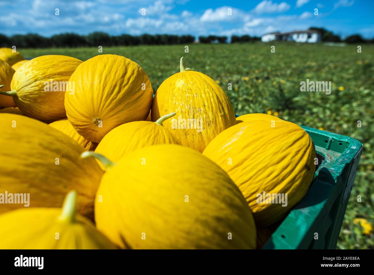 Canary melons in crate loaded on truck from the farm Stock Photo - Alamy