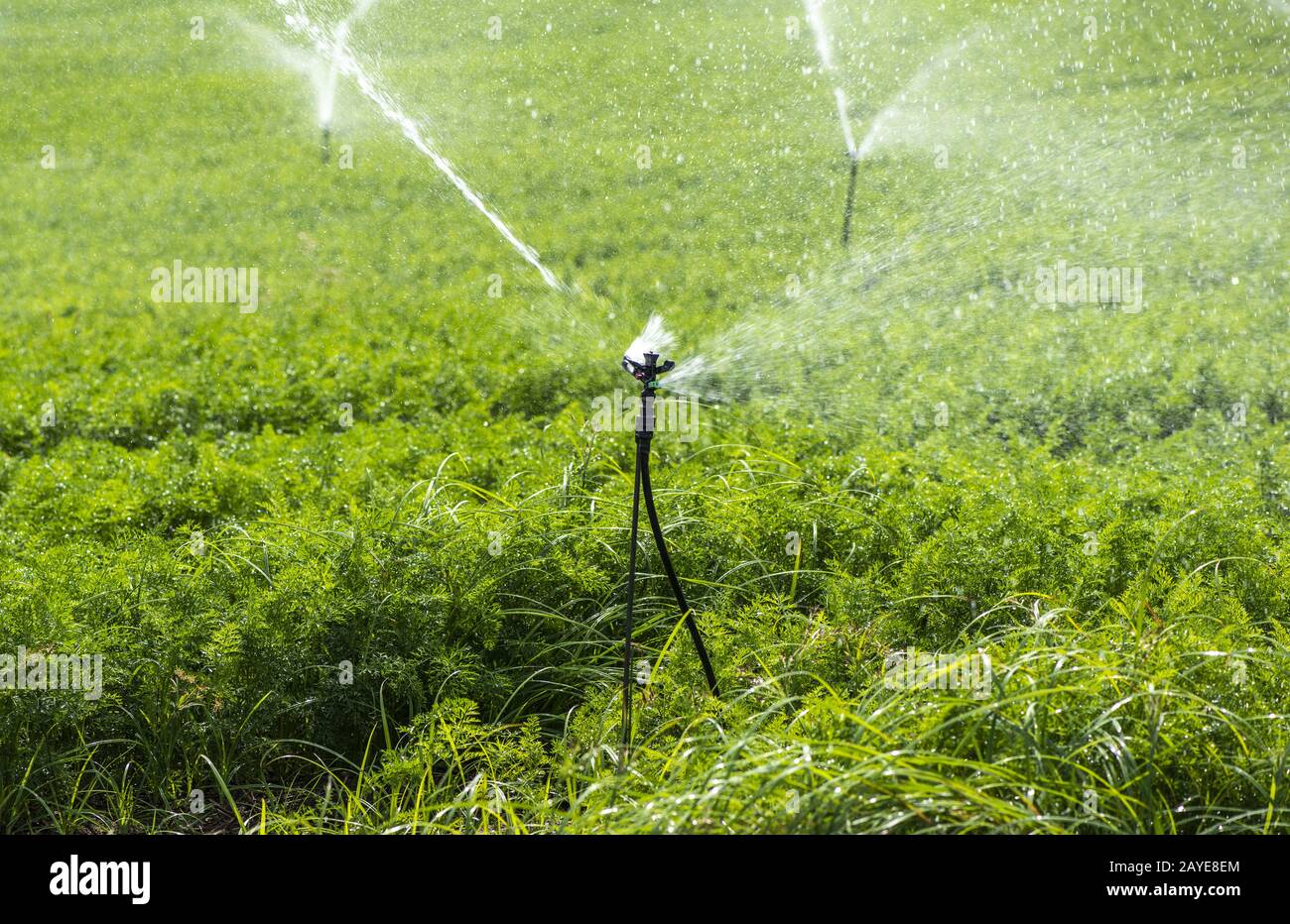 Watering plantation with carrots. Irrigation sprinklers in big carrots ...