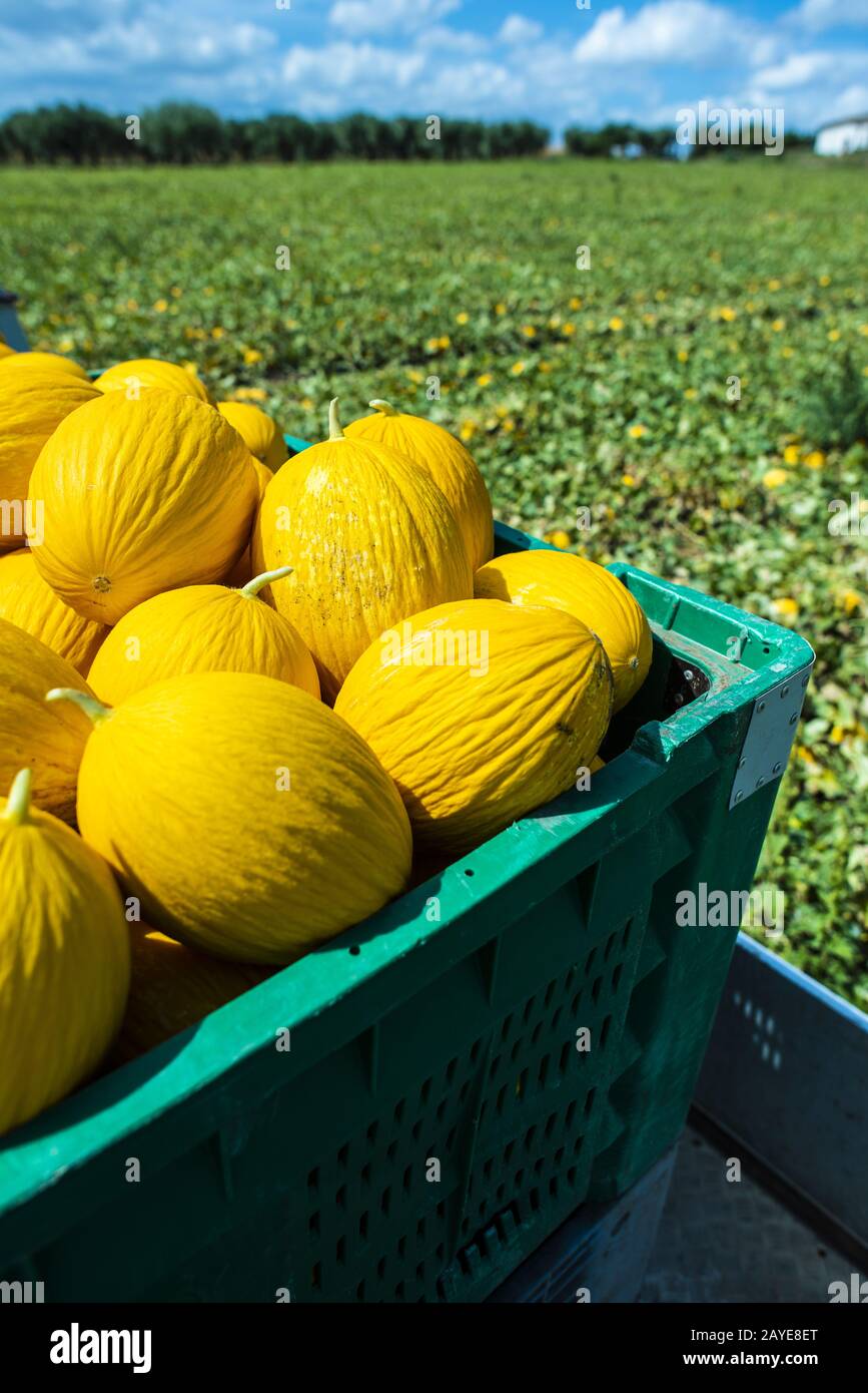 Canary melons in crate loaded on truck from the farm Stock Photo - Alamy