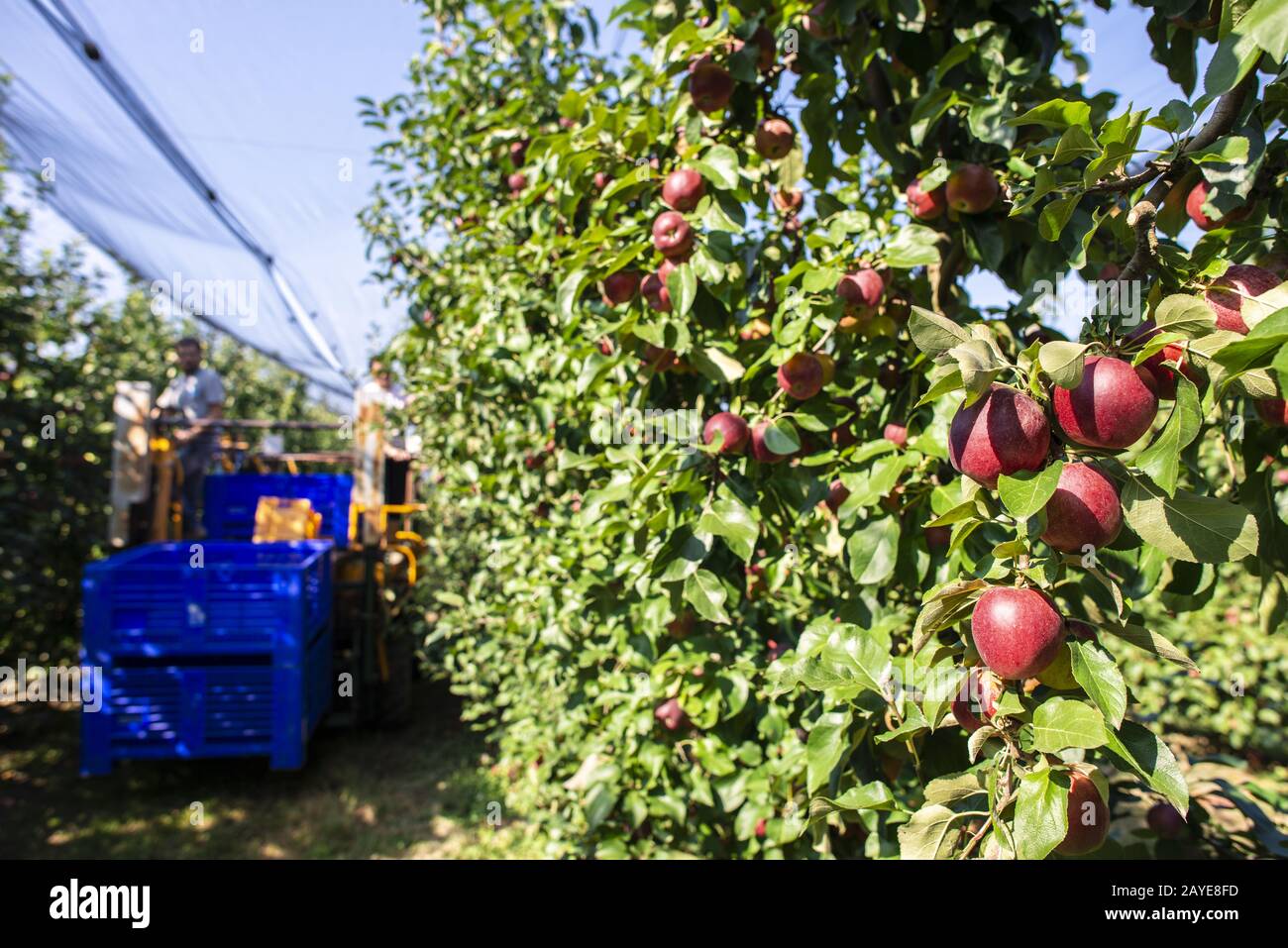 Harvest apples in big industrial apple orchard. Machine for picking ...