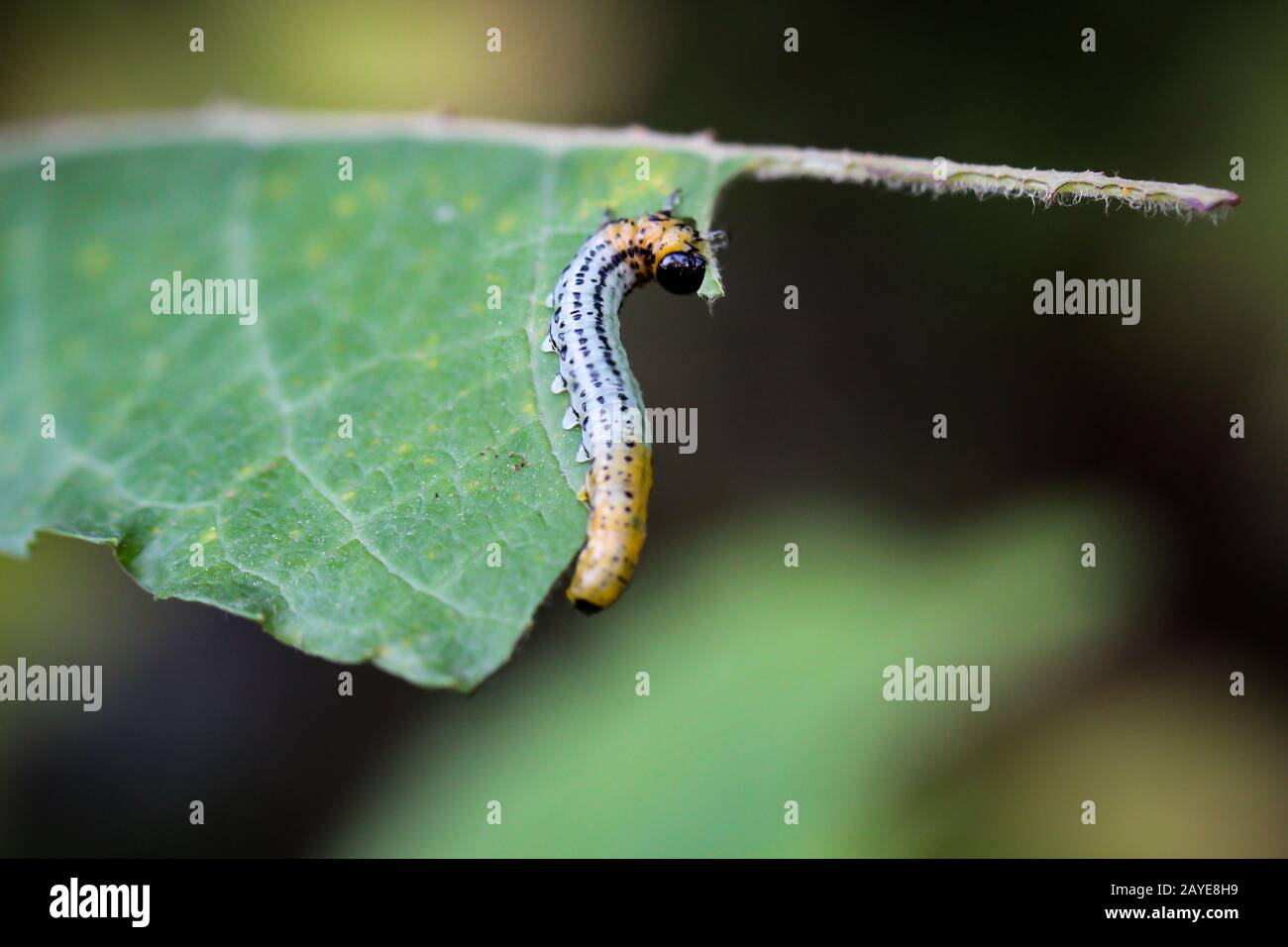 Larva of a WILD LEAF WASPER (NEMATUS PAVIDUS Stock Photo - Alamy