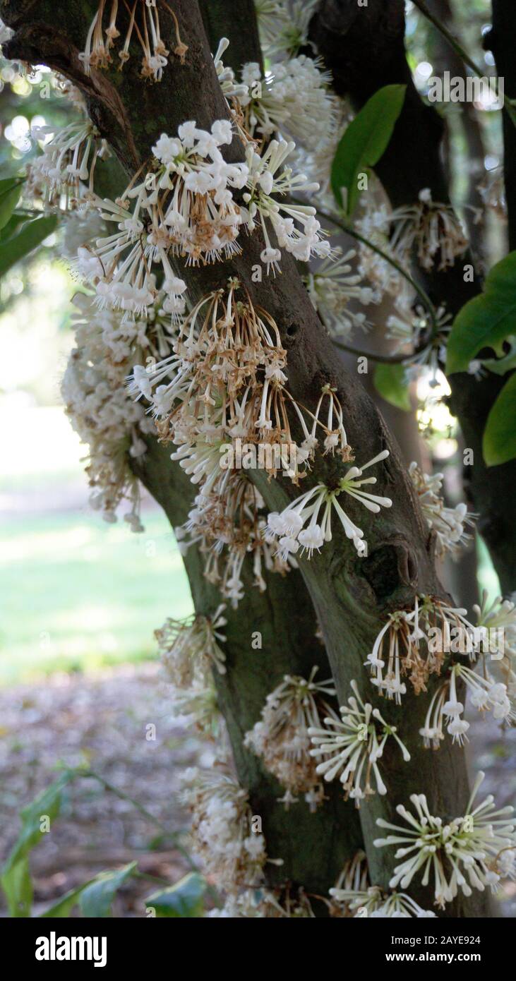 Rare Scented Daphne (Phaleria clerodendron Thymelaeaceae) in full bloom ...
