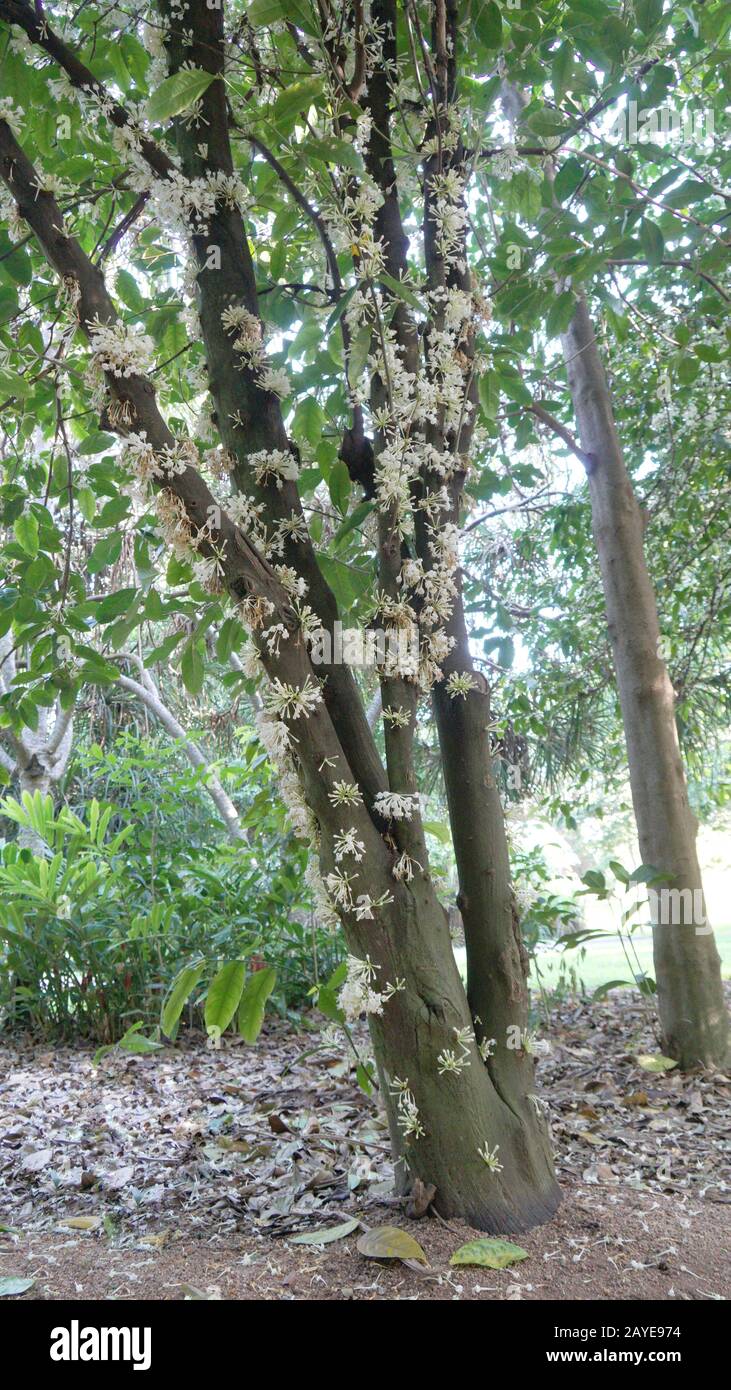 Rare Scented Daphne (Phaleria clerodendron Thymelaeaceae) in full bloom ...