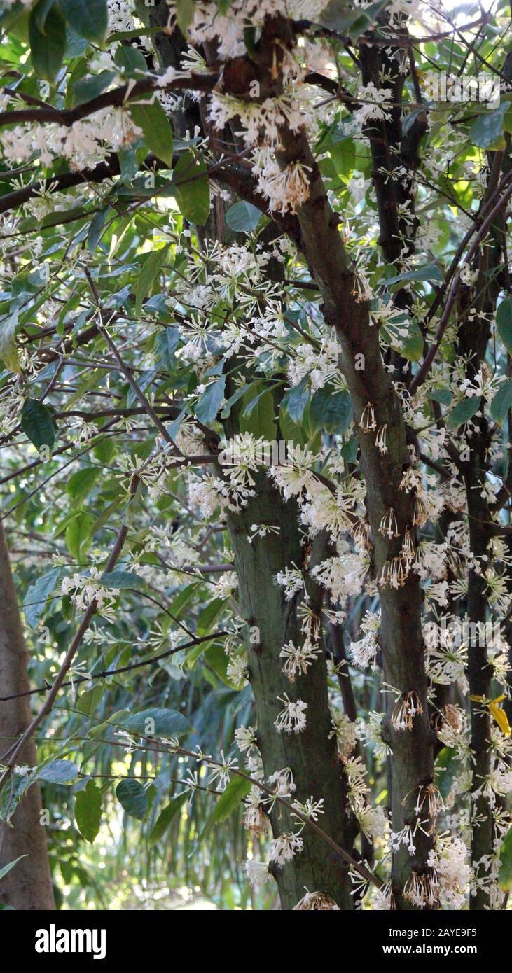 Rare Scented Daphne (Phaleria clerodendron Thymelaeaceae) in full bloom ...