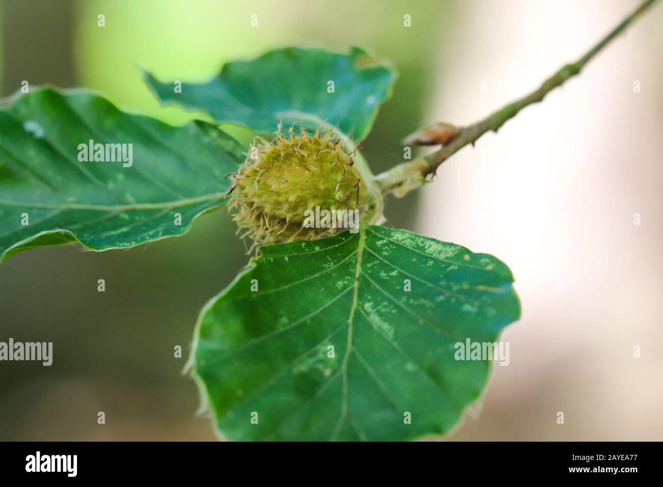 Hanging still hi-res stock photography and images - Alamy