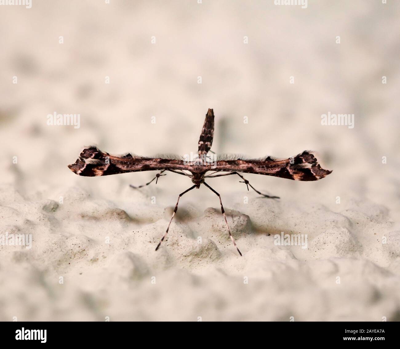 Butterfly like hi-res stock photography and images - Alamy