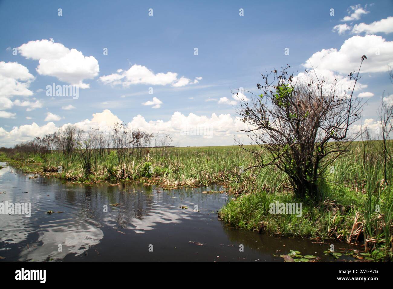 Coot bay florida hi-res stock photography and images - Alamy