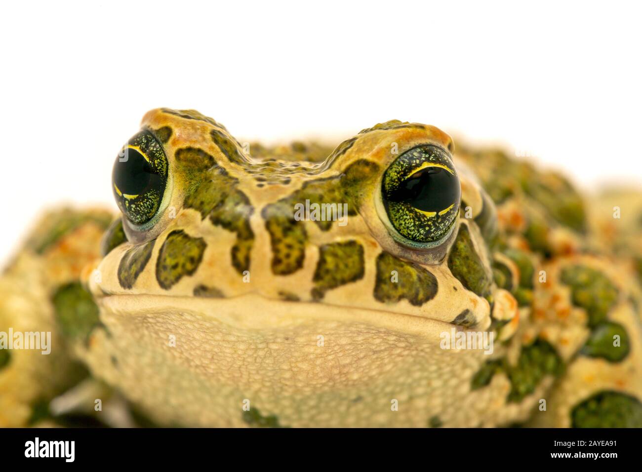 Toad image hi-res stock photography and images - Alamy