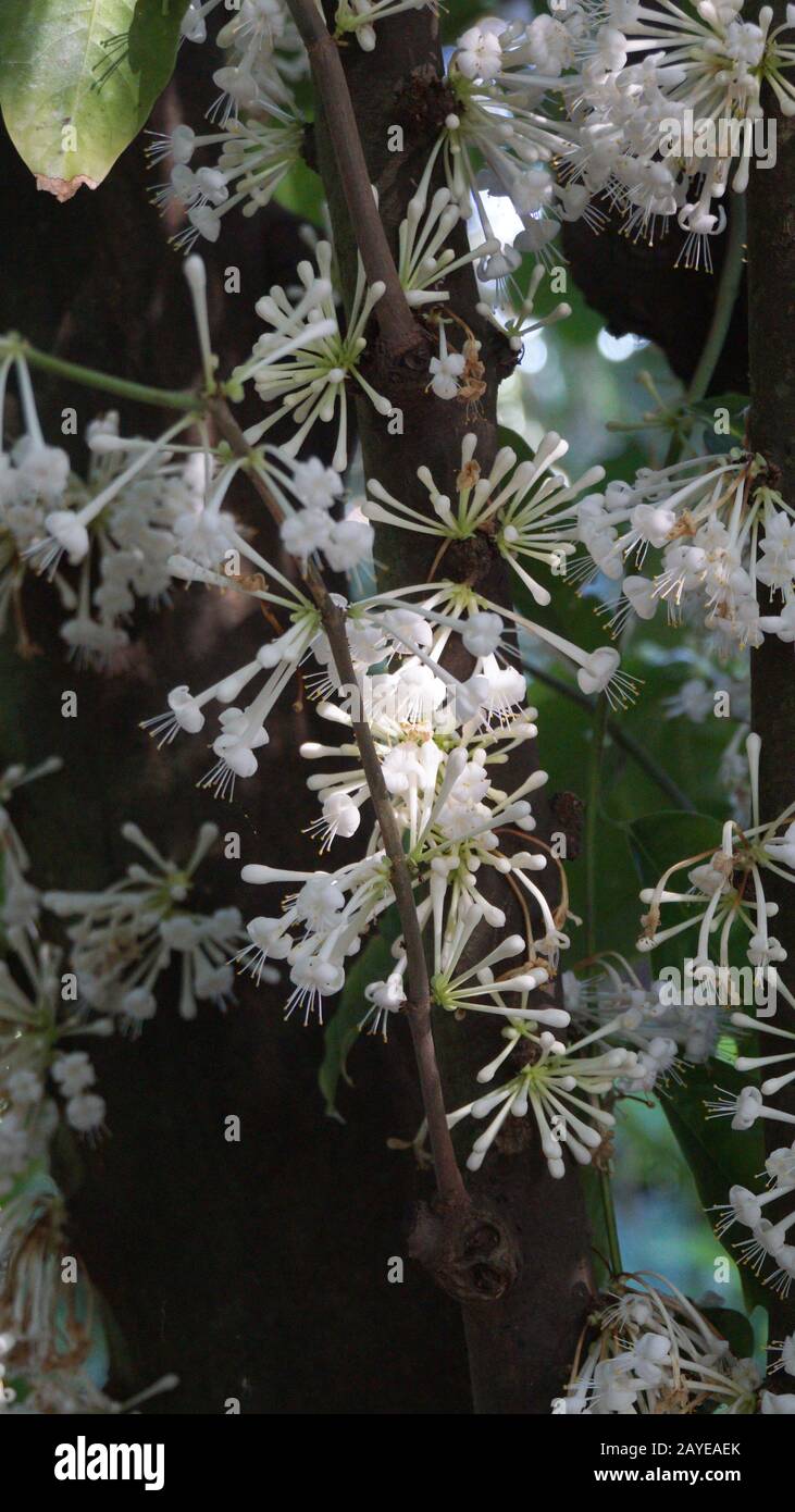 Rare Scented Daphne (Phaleria clerodendron Thymelaeaceae) in full bloom ...