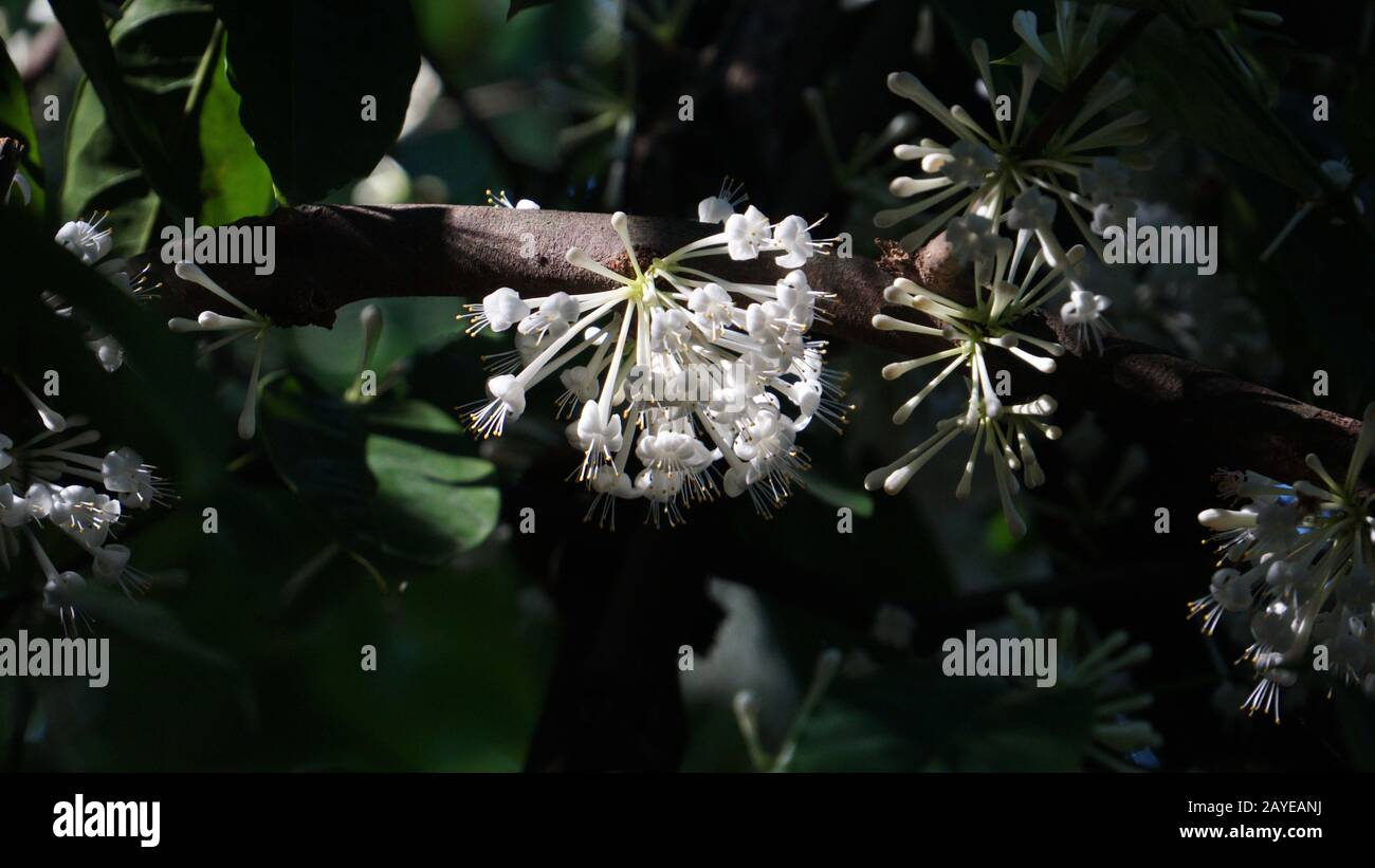 Rare Scented Daphne (Phaleria clerodendron Thymelaeaceae) in full bloom ...