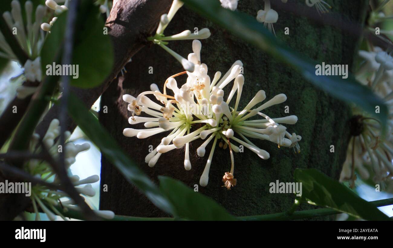 Rare Scented Daphne (Phaleria clerodendron Thymelaeaceae) in full bloom ...