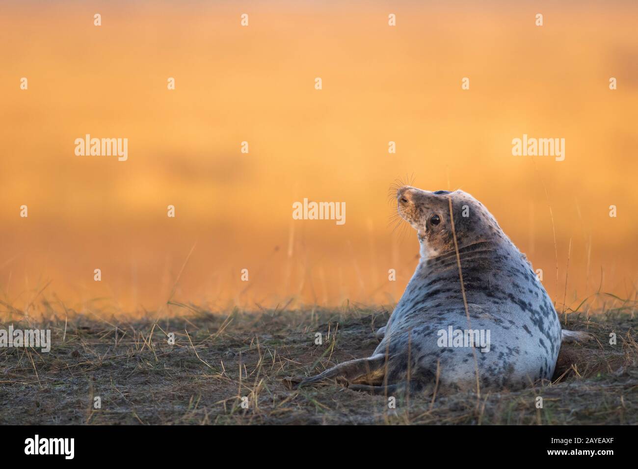 Phoques phoques gris gris hi-res stock photography and images - Alamy