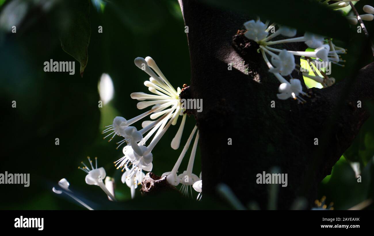 Rare Scented Daphne (Phaleria clerodendron Thymelaeaceae) in full bloom ...